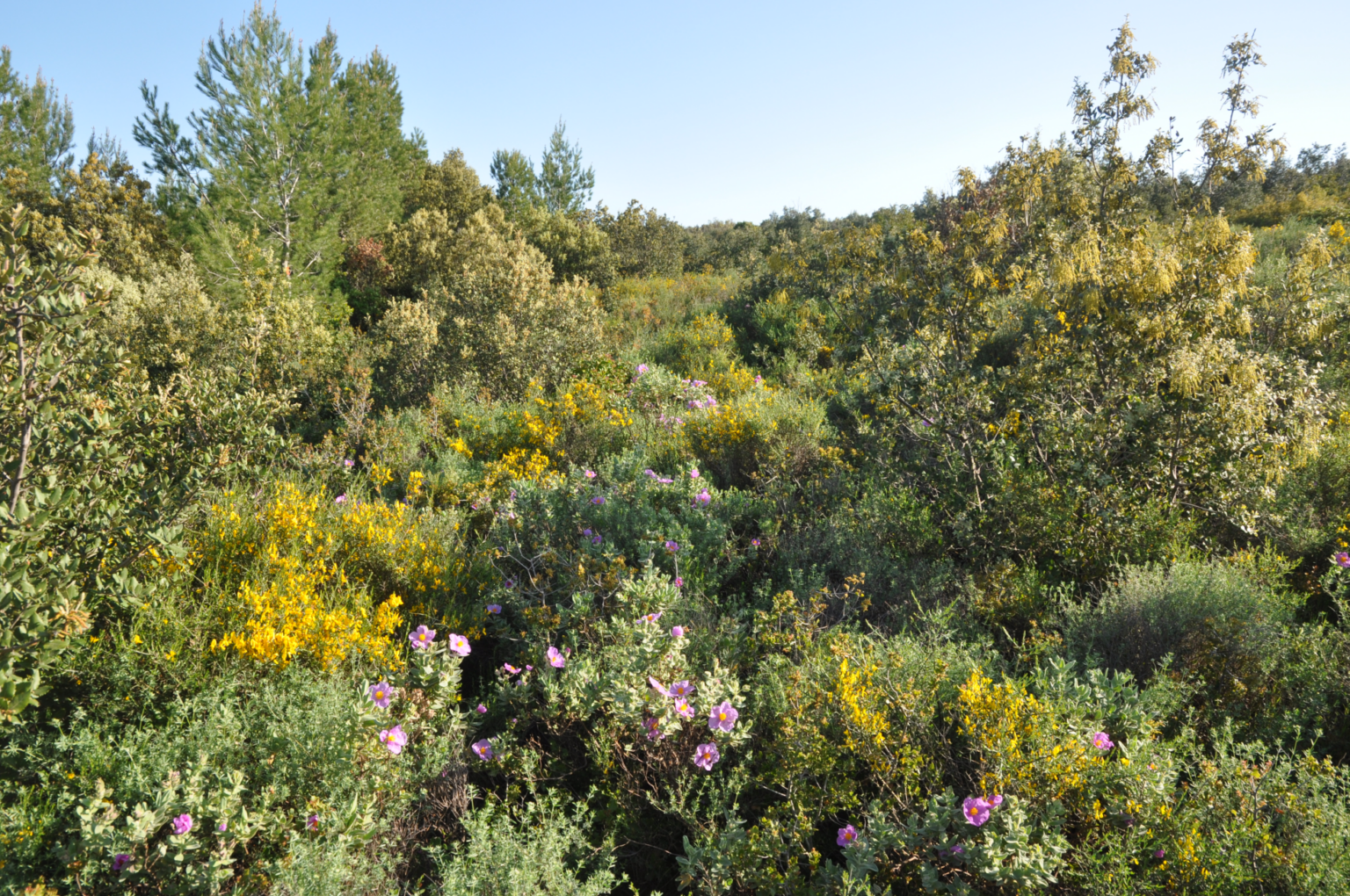 Les végétaux typiques de la garrigue - Garrigue