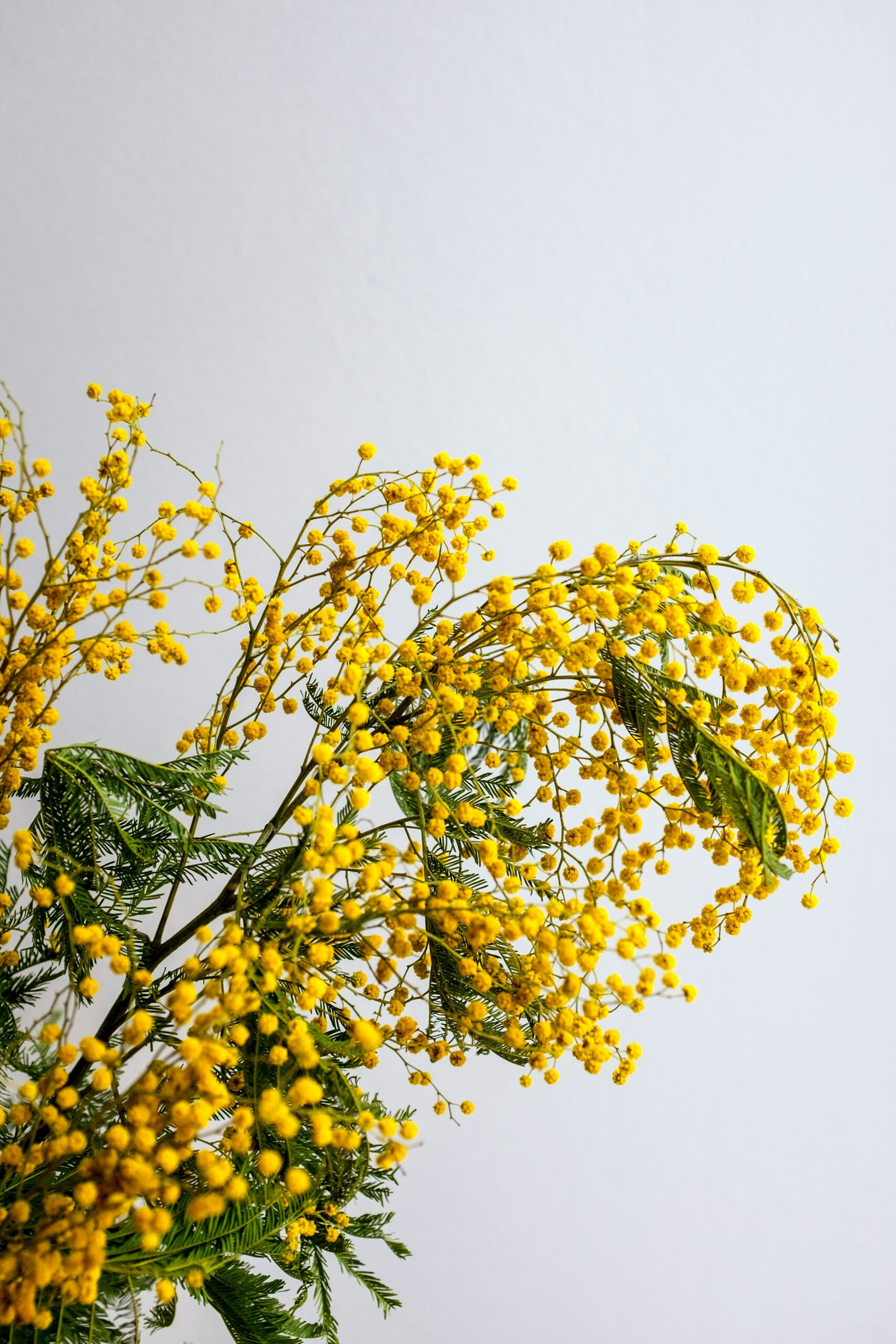 À la découverte des Mimosas : Diversité et Beauté - Garrigue